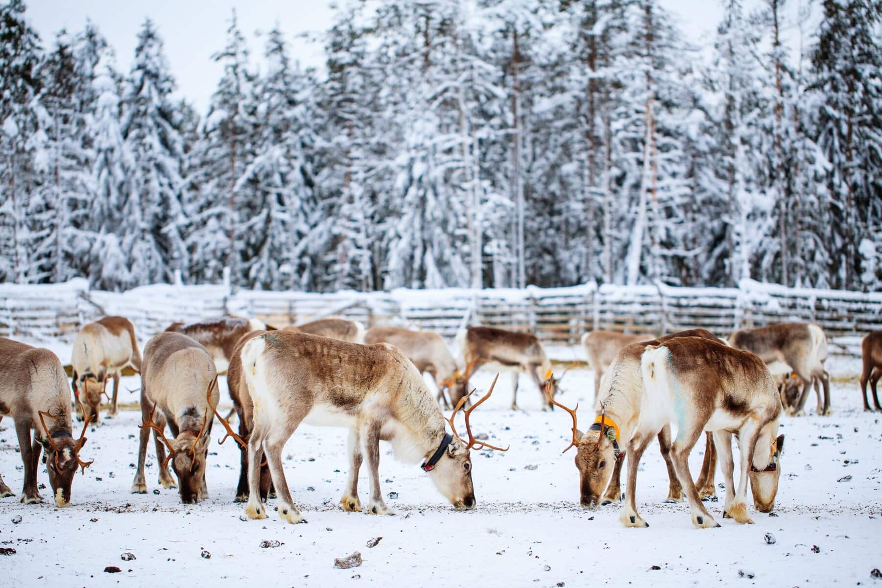 Poromies ampui aitaukseen juosseen koiran – perästä kuului yli ...